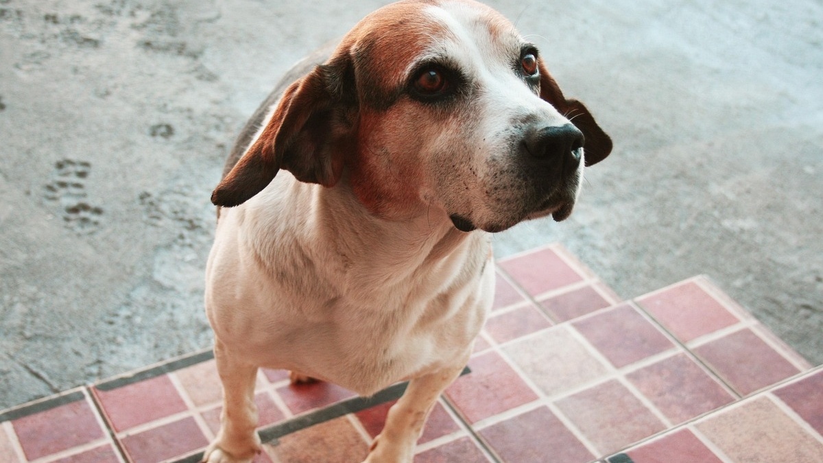 Why your dog follows you everywhere (and when it's a warning sign)