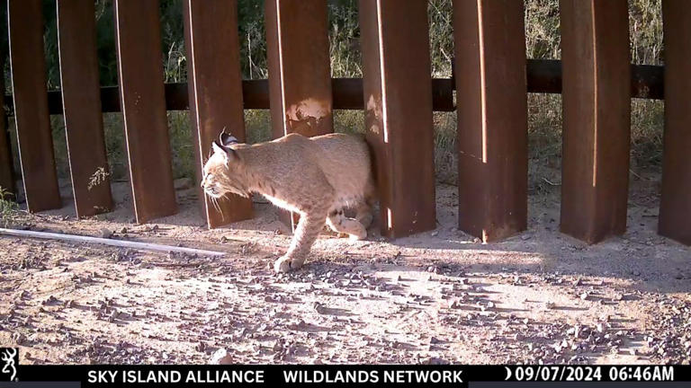 Controversial 'doggie doors' built into US-Mexico border wall ...