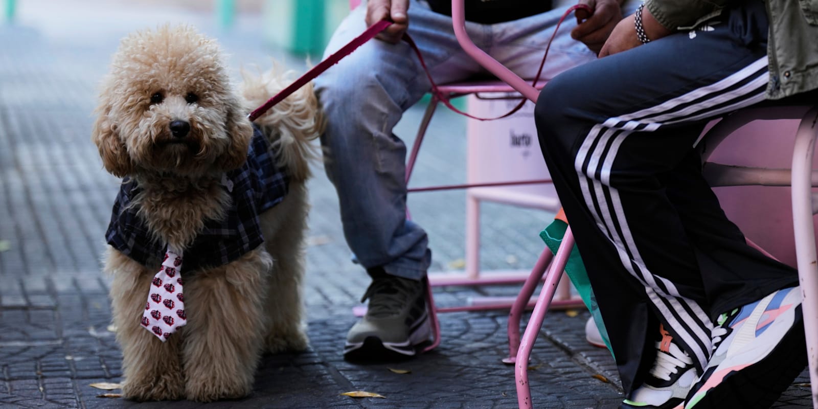 Talangfulla hundar lär sig ord bara genom att lyssna