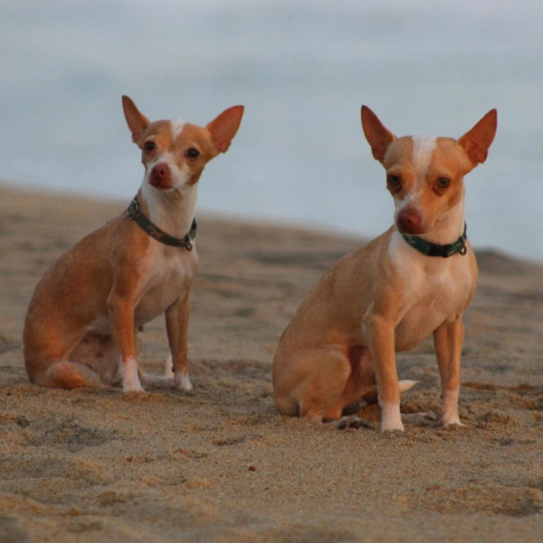 9 reasons dogs stare at you and tilt their head when you talk to them