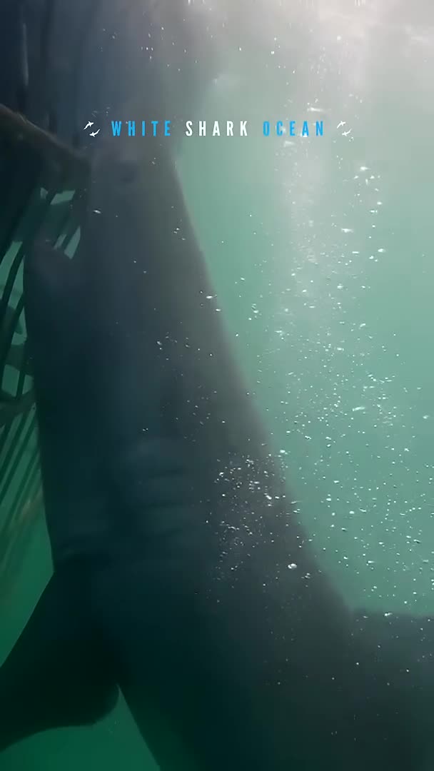 Young great white shark checks out the cage