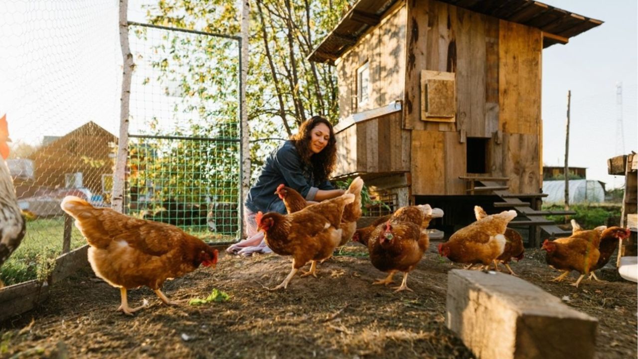 If you keep backyard chickens, the H5N1 headlines are a reminder to ...