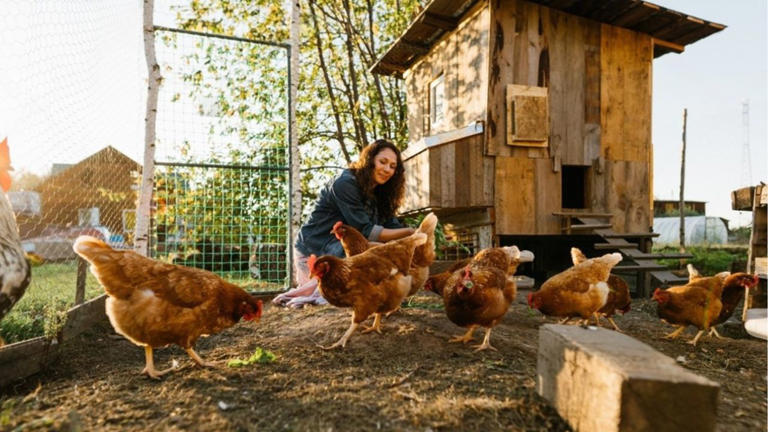 If you keep backyard chickens, the H5N1 headlines are a reminder to ...