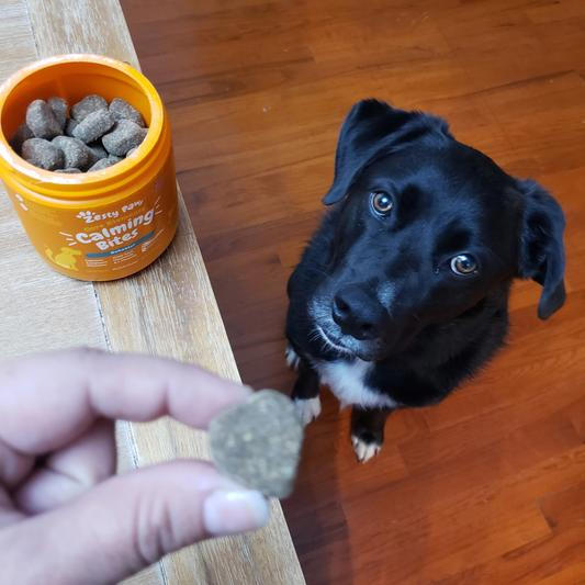 31 useful pet products from Chewy that are actually worth purchasing ...