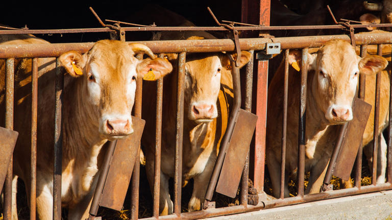 The United States' biggest beef recall involved a stomach-churning ...