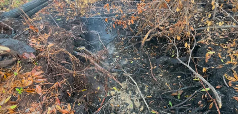 33 South Carolina counties placed on red flag fire alert for Sunday