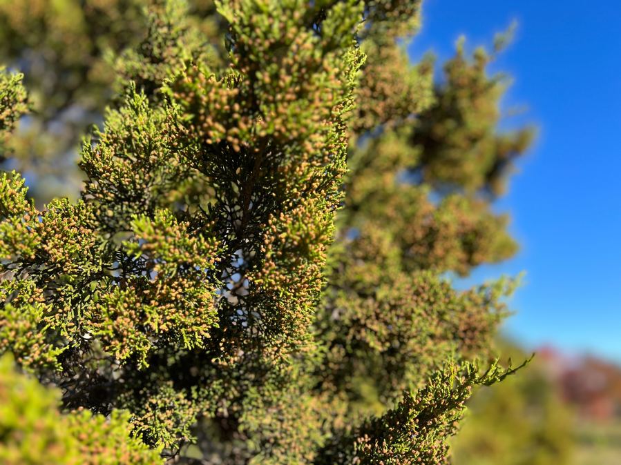 Cedar fever cure? Researchers developing vaccine for severe allergies