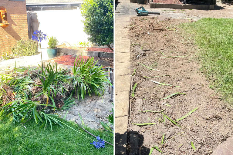 Tradie's 72-hour nightmare exposes brutal backyard pest plaguing Aussie ...