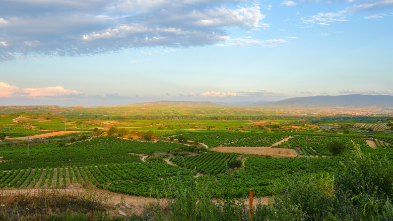 Everything you need to know about Rioja wine