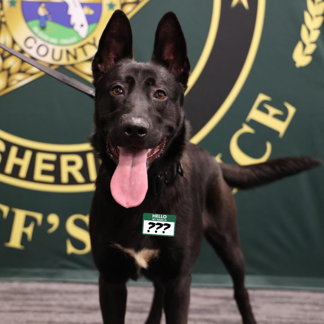 Name ideas for new Flagler K-9 include Sir Barks a Lot, RICO (Suave)