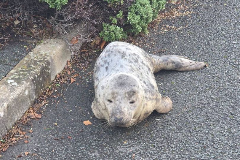 Seal waddles into luxury hotel car park and settles down for nap