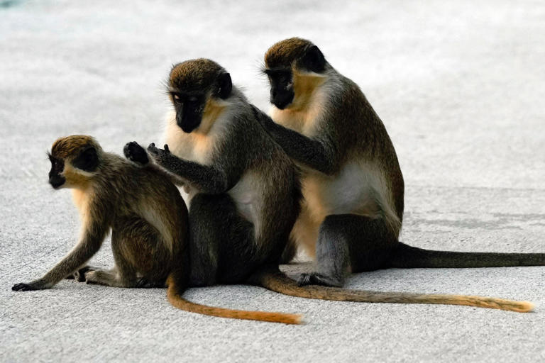 Monkeys of unknown origin running loose in St. Louis, officials say