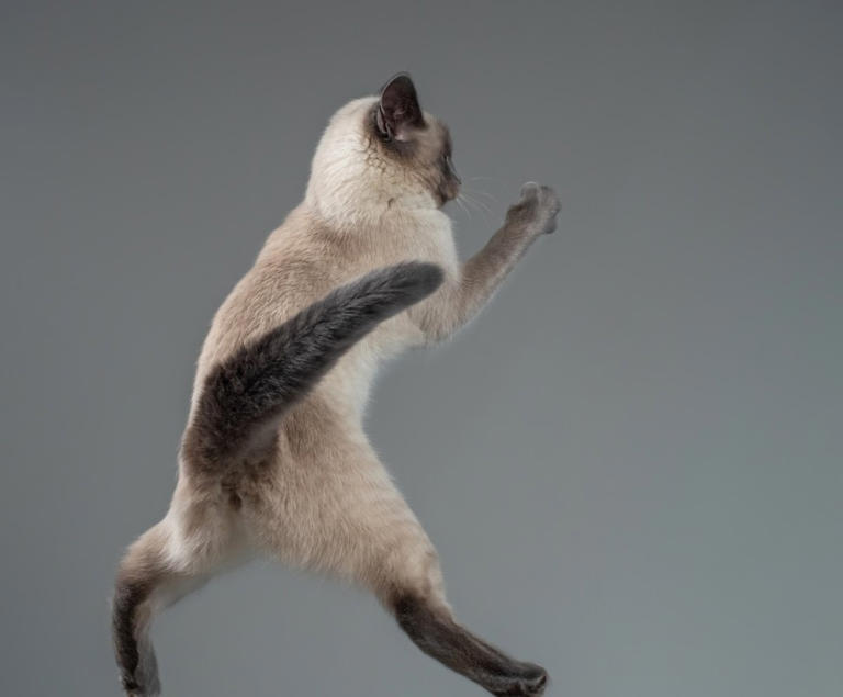 Siamese kittens hilariously copy their mom’s weirdo behavior