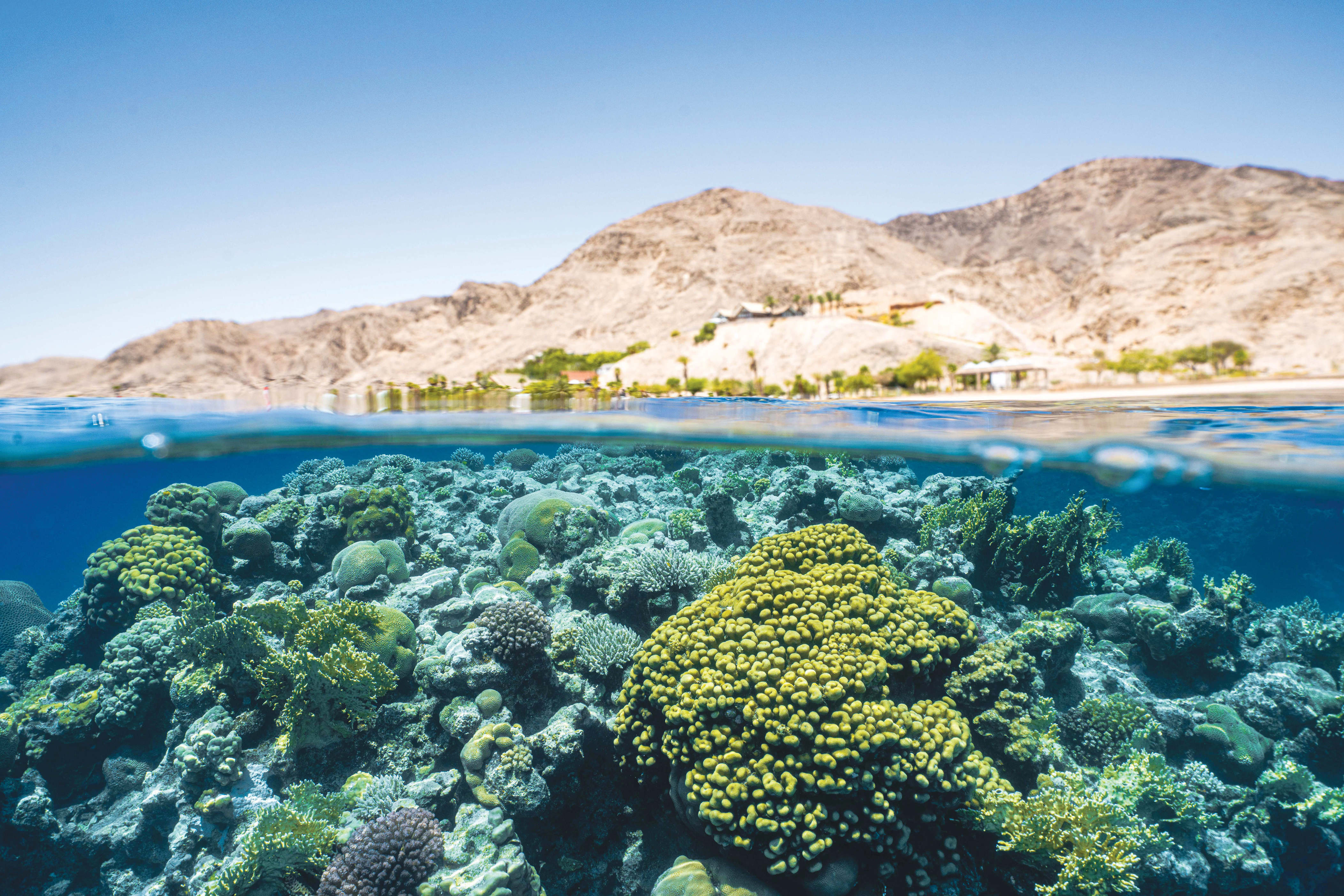 BIU study reaveals that origin of sleeping in humans is deduced from ...