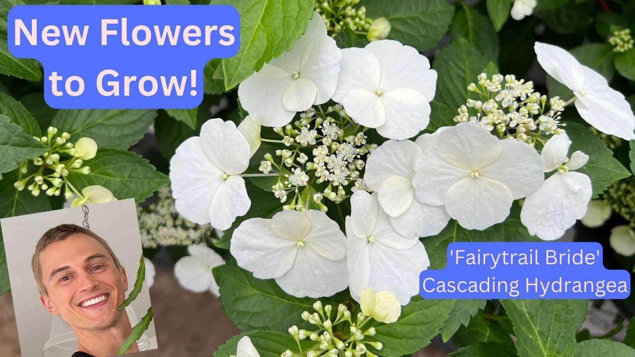 'Fairytrail Bride' cascading hydrangea - Try this new plant!