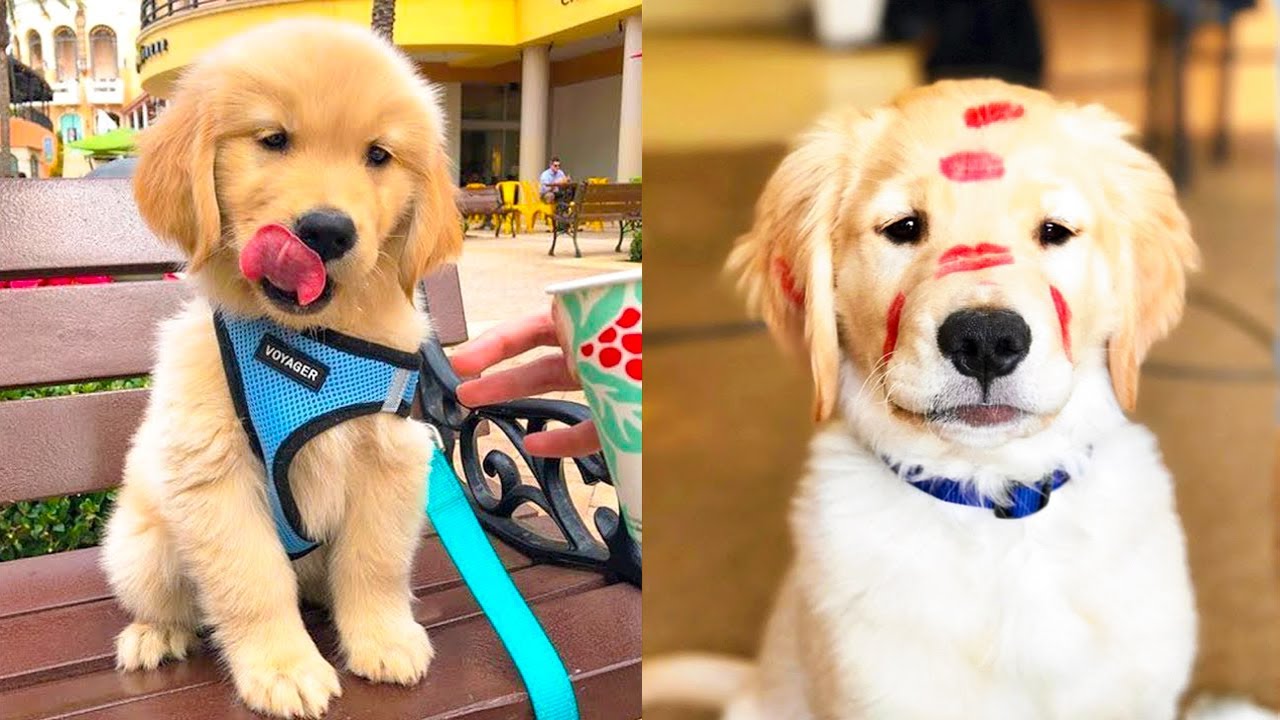 Playful puppies spreading happiness