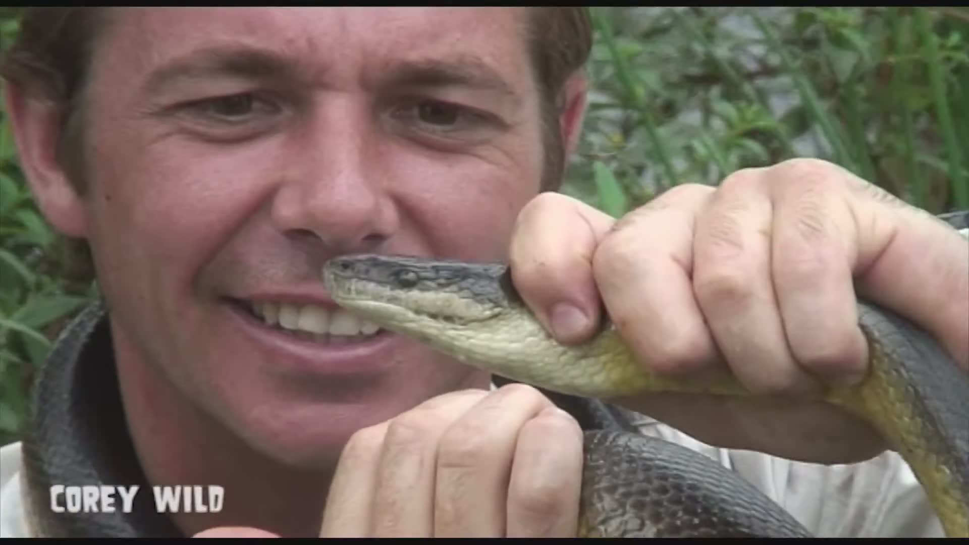 Massive water python encounters in wetlands