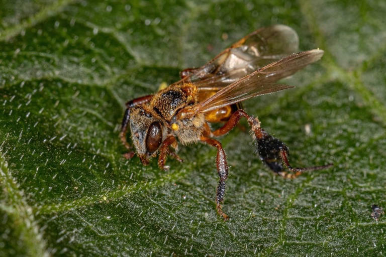 Stingless bees outlasted dinosaurs—but can legal rights shield them now?