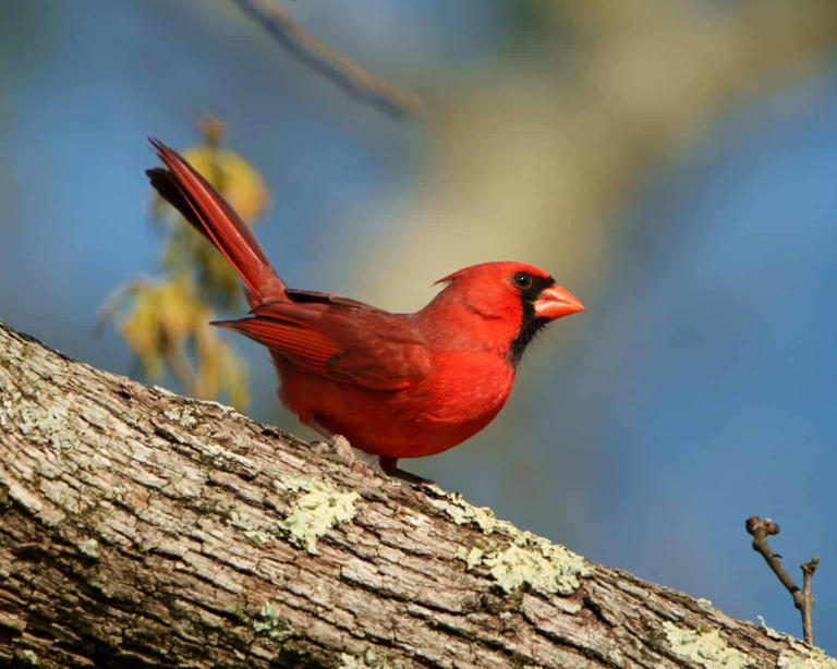 Why Indiana’s state bird isn’t rare—but that’s the point