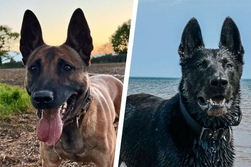 Trio's escape thwarted by armed police and dogs in Storm Goretti chase