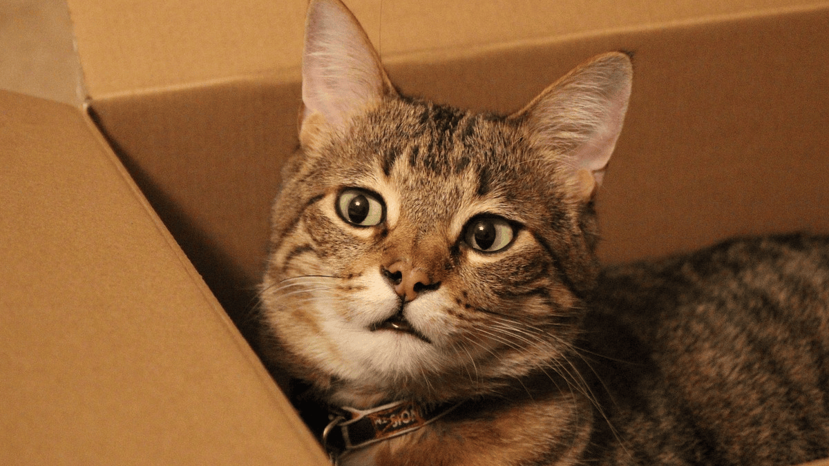Funny things cats do that always make us smile
