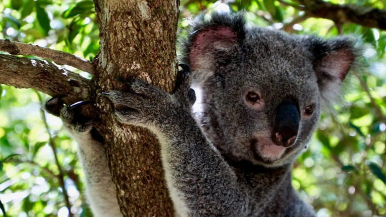 Chlamydia is starving koalas. Can a new vaccine save them?