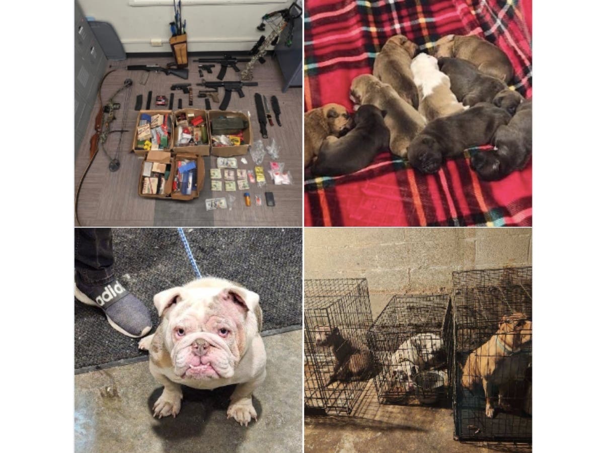 18 dogs, guns, machete, cross bow seized in raid of Ford Heights home ...