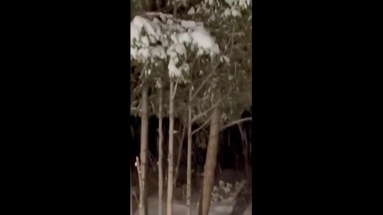 Snowfall after winter storm in Evergreen, Colorado, USA