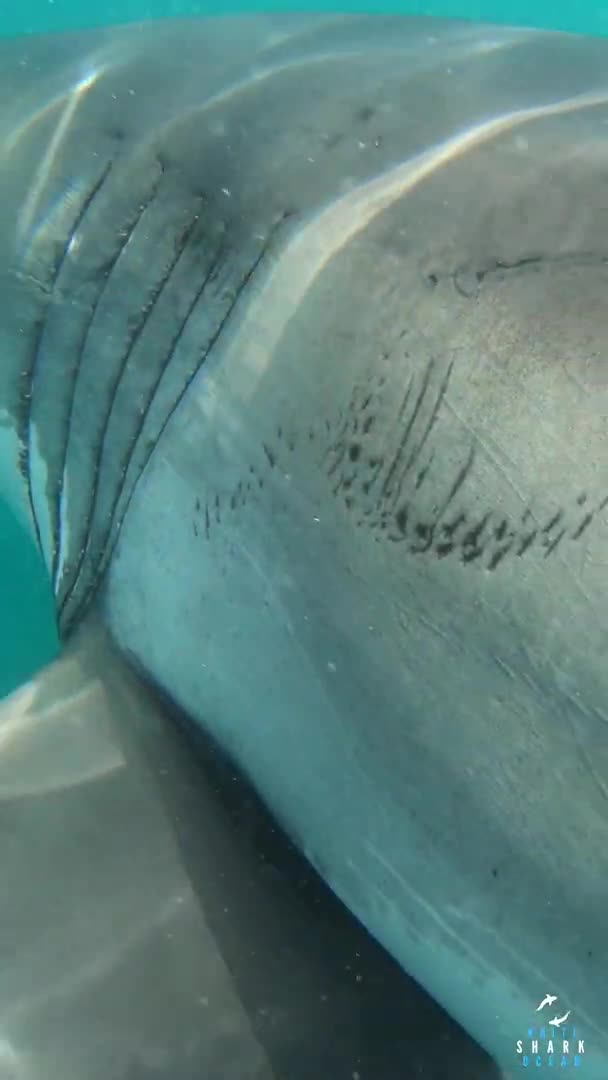 Great white shark with bite mark #shorts