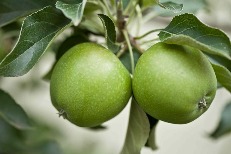 How to grow an apple tree indoors for delicious, crisp fruit year-round