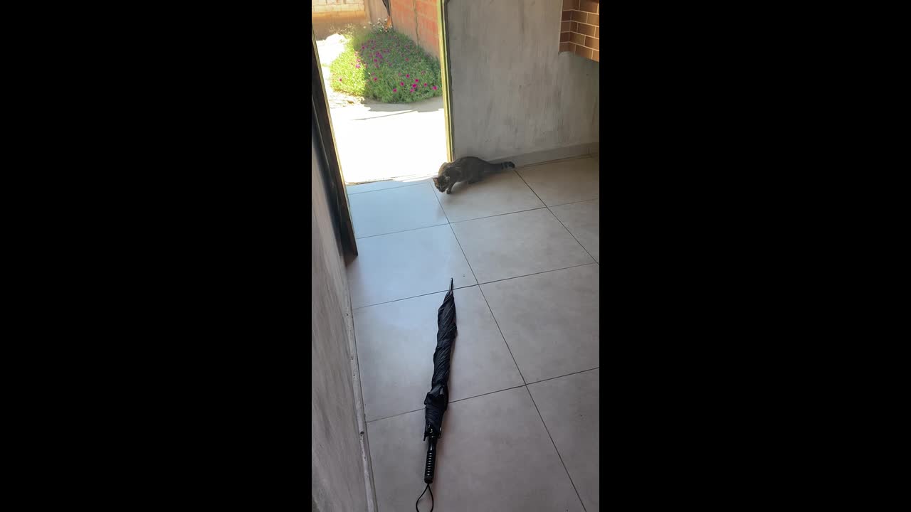 Cat jumps in surprise during playful prank in José Gonçalves de Minas ...