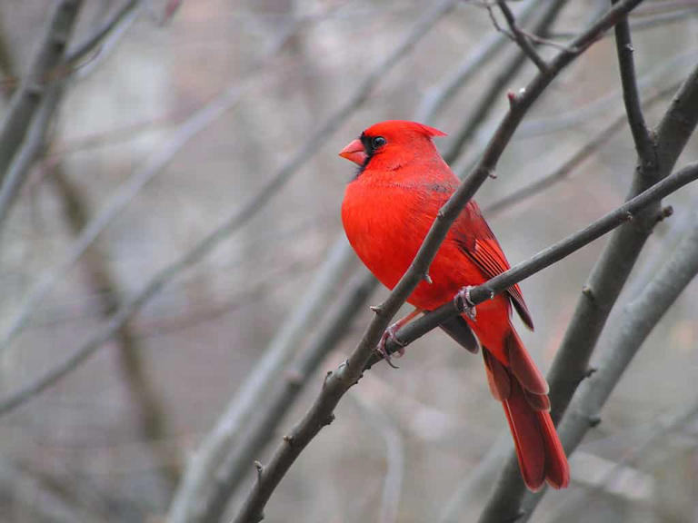 Why Indiana’s state bird isn’t rare—but that’s the point