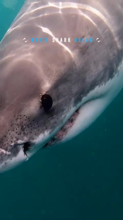 Sun rays lighting up great white
