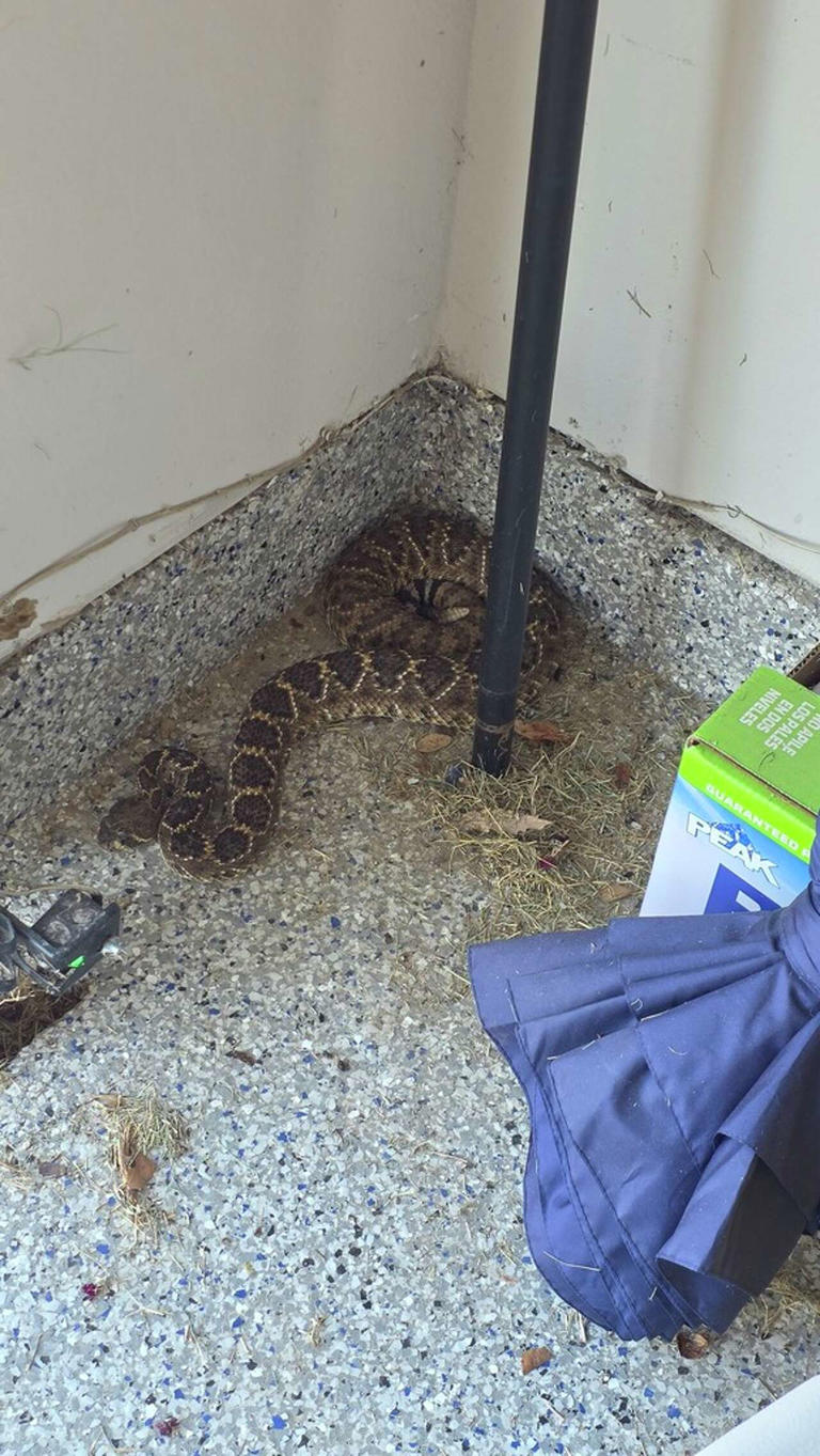 First-ever rattlesnake found in a Texas county surprises scientists