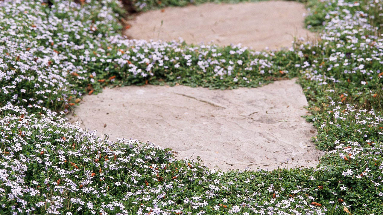 8 awesome space-filling ground covers for bare spots in your garden