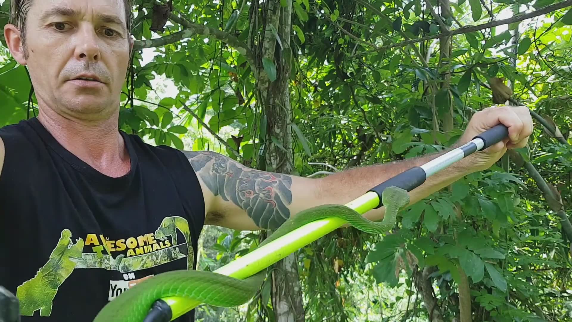 Professional venom extraction from green viper