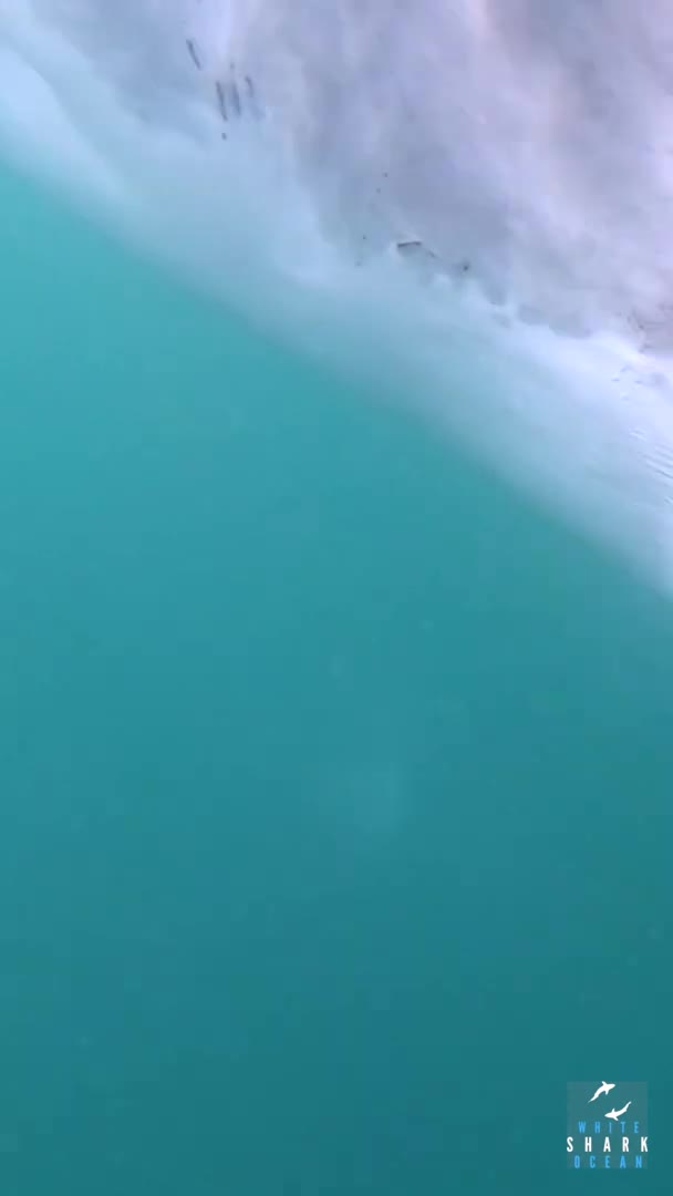 Great white shark circling back around #shorts