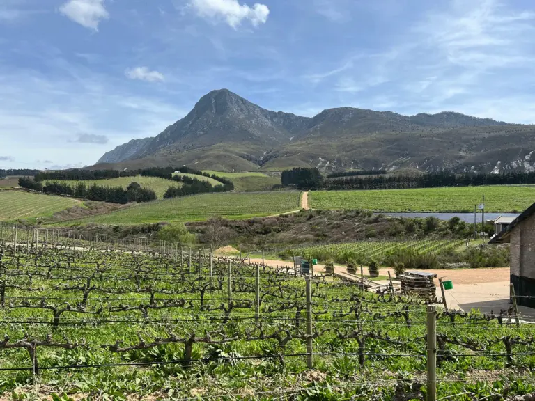 Il Sudafrica del vino cambia volto: si punta su calici freschi e ...