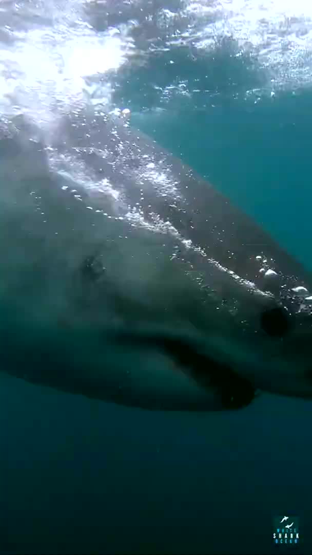 Great white shark attacking from depth #shorts