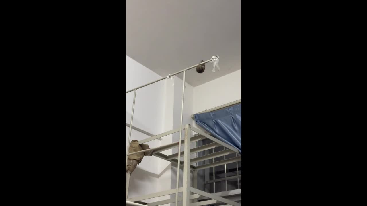 Rat falls but escapes cat during tense standoff in Guangxi, China
