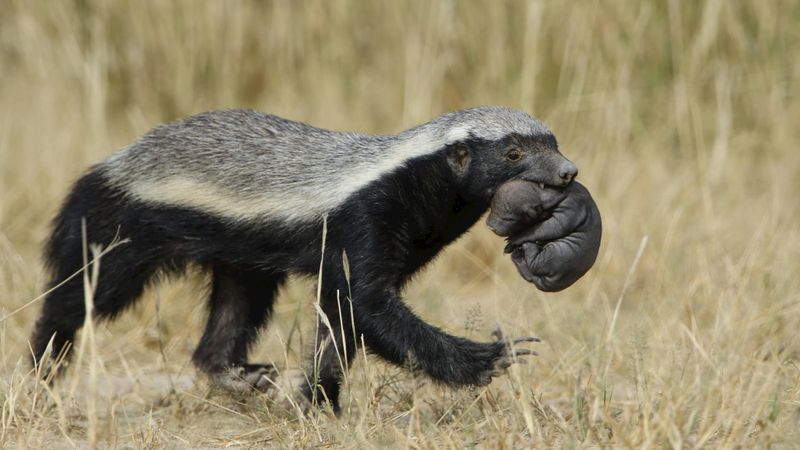 Meet 12 of the most fearless creatures in the animal kingdom