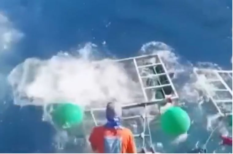 Video: tiburón se metió a la jaula de un turista mientras buceaba en ...