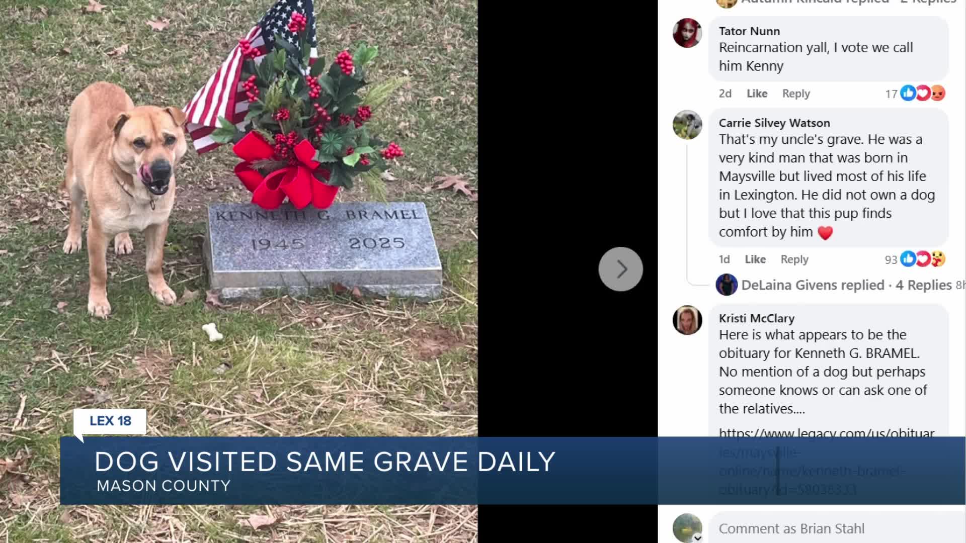 Stray dog mysteriously visits same grave daily at Maysville cemetery