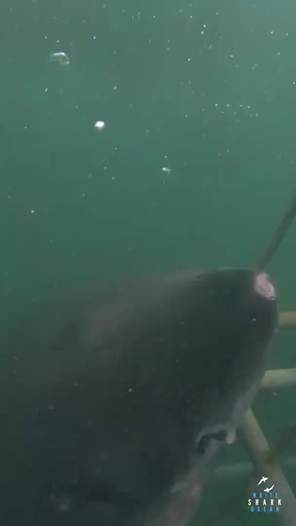 Great white shark investigating the cage #shorts