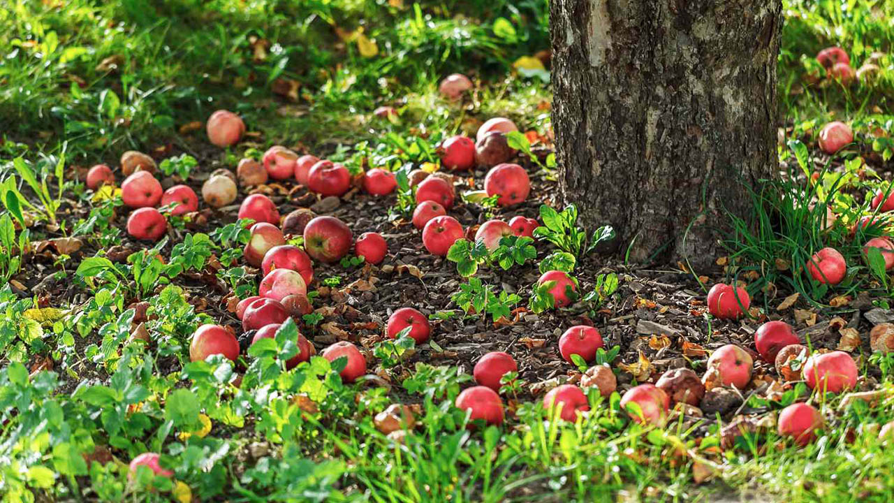 8 reasons why you should clean up fallen fruit from your fruit trees