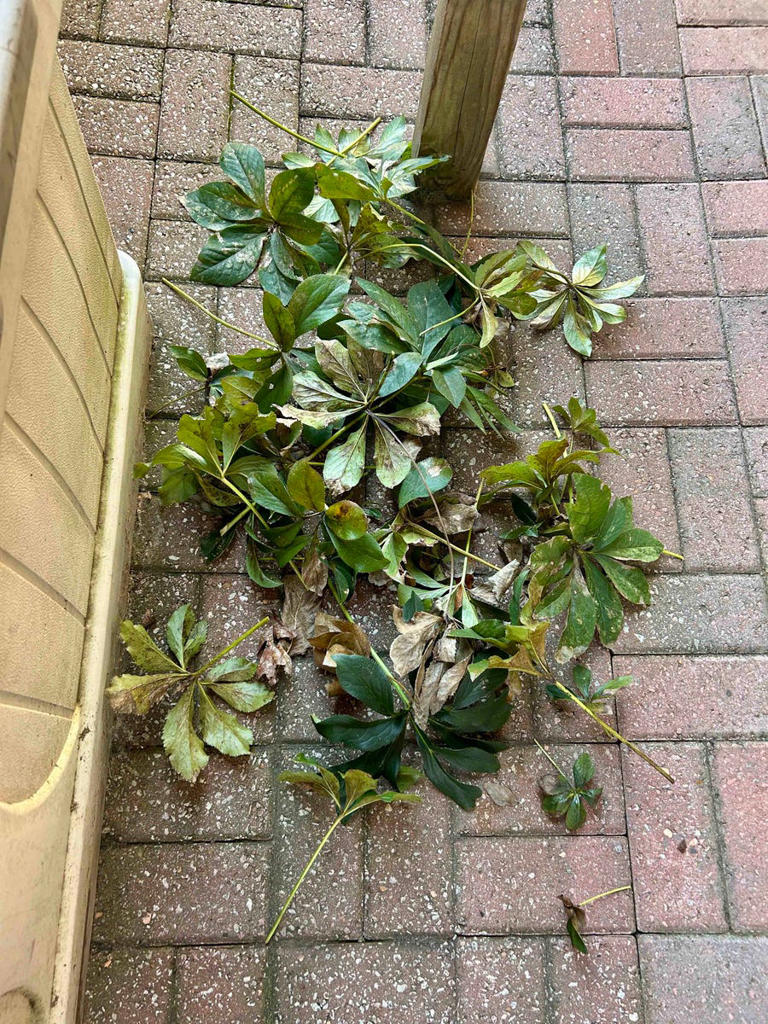 How to get the most blooms from Lenten roses this spring