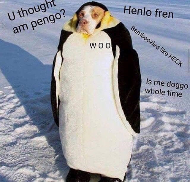 Fluff and laugh with these 25 funny dog memes