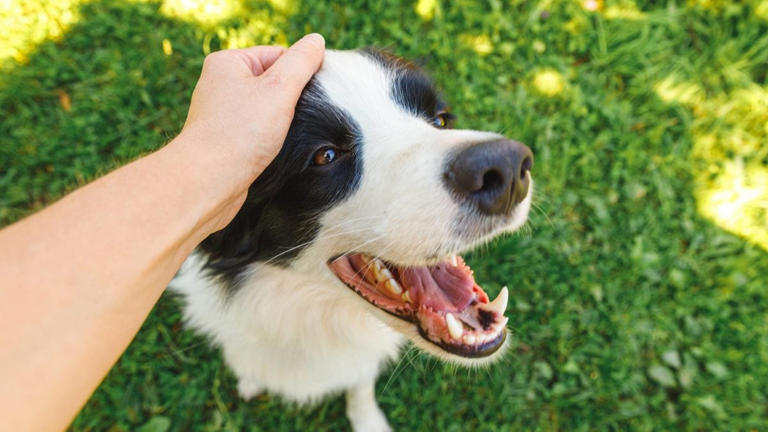 Cosa significa quando il cane morde l’aria all’improvviso: cos’è il ...