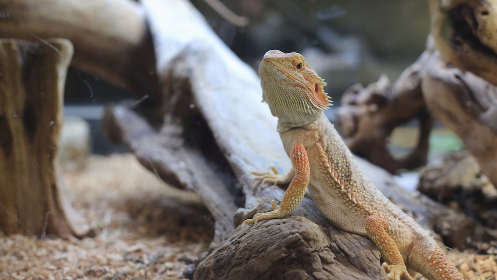 How to properly clean a bearded dragon terrarium