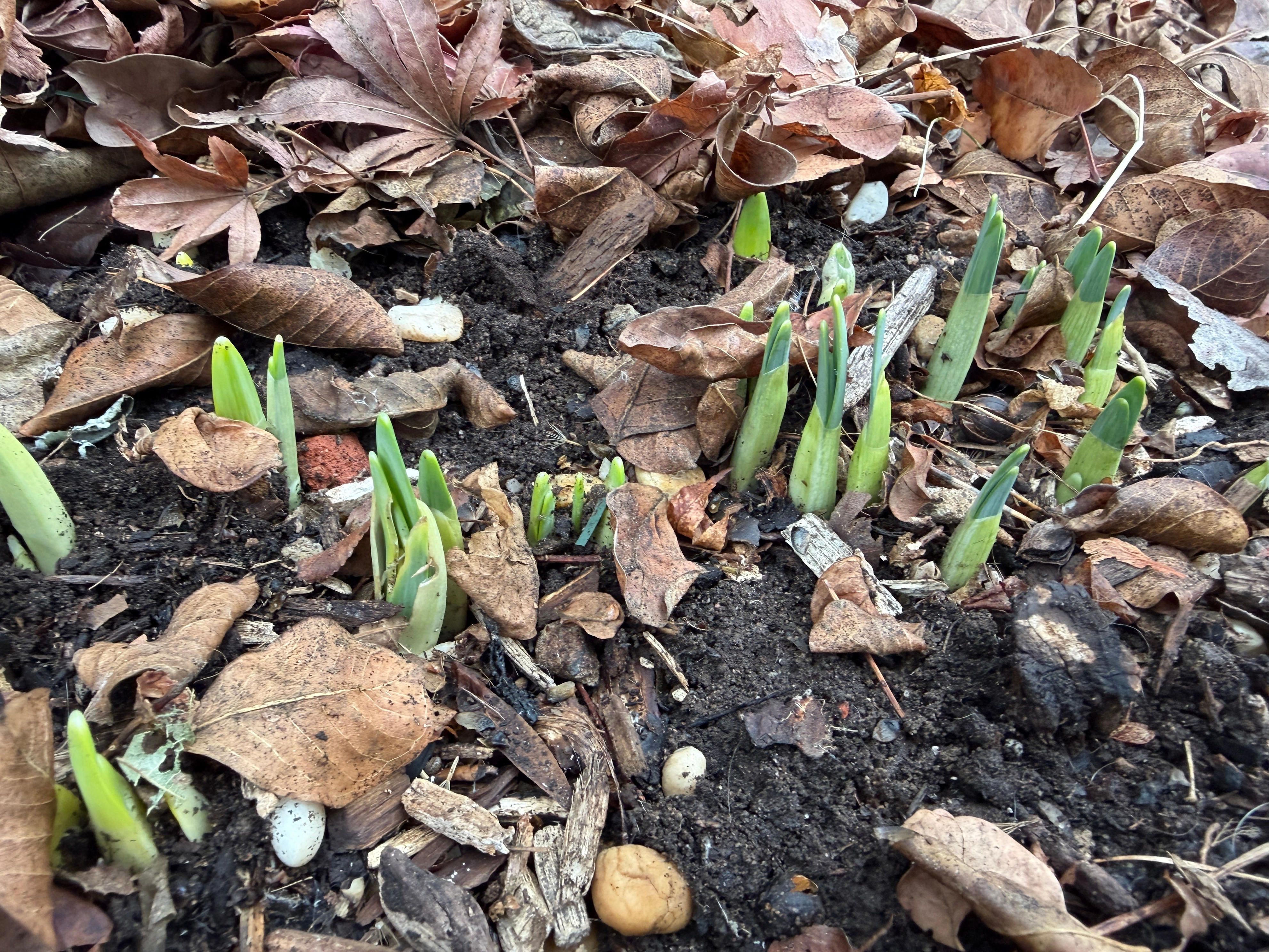 Ready for spring? Here's when it starts